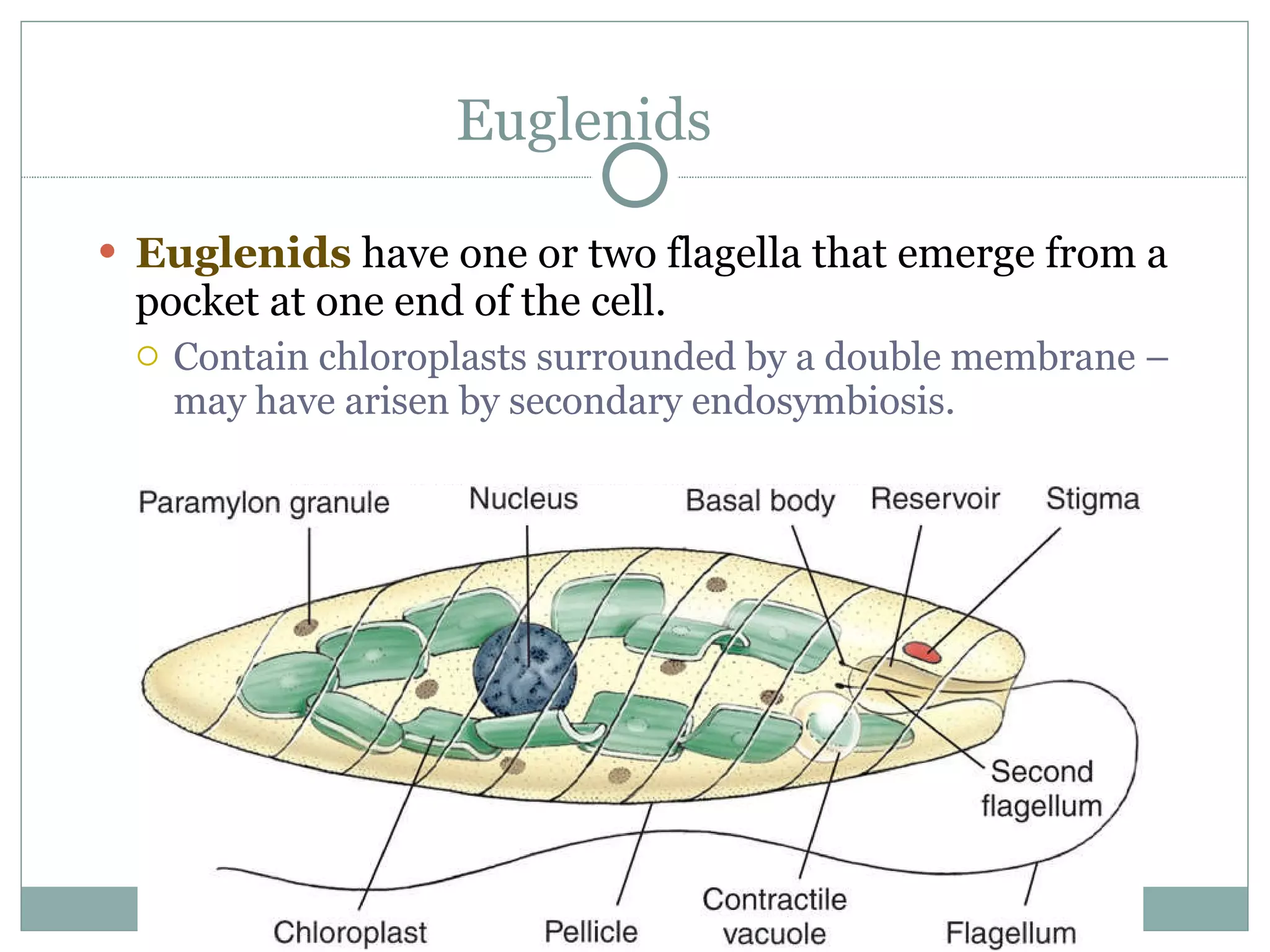 Animal like protists | PPT