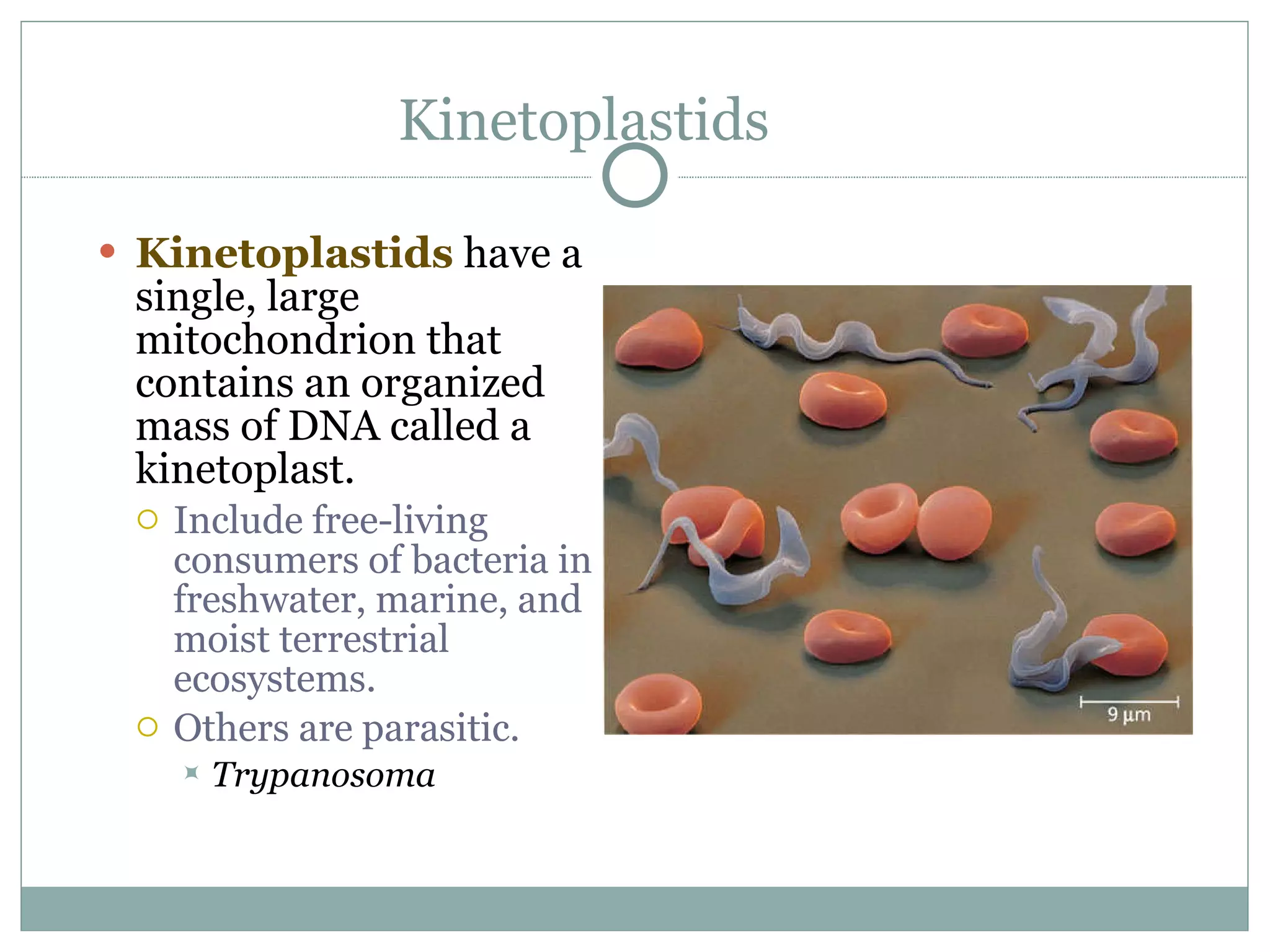 Animal like protists | PPT