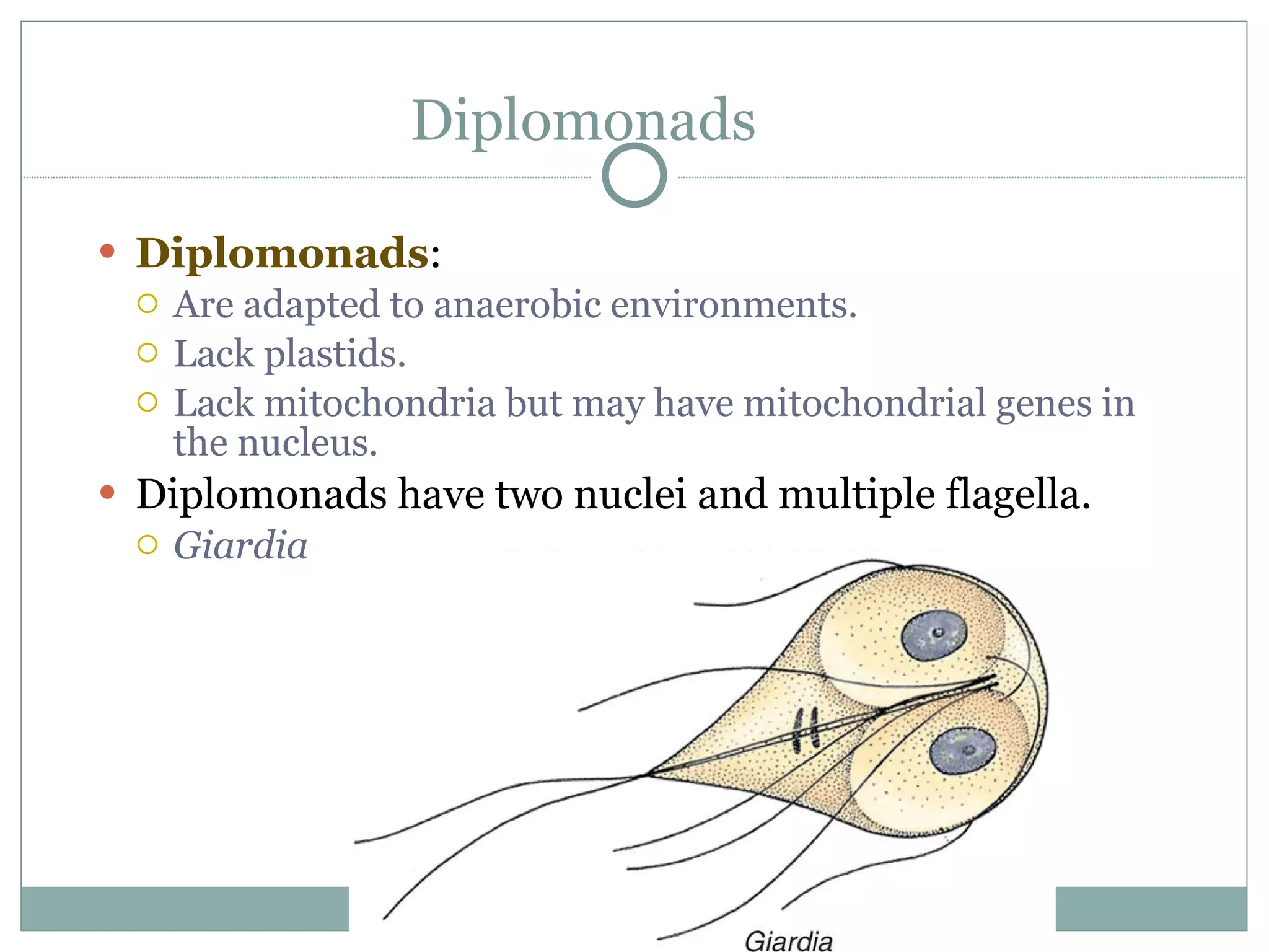Animal like protists | PPT
