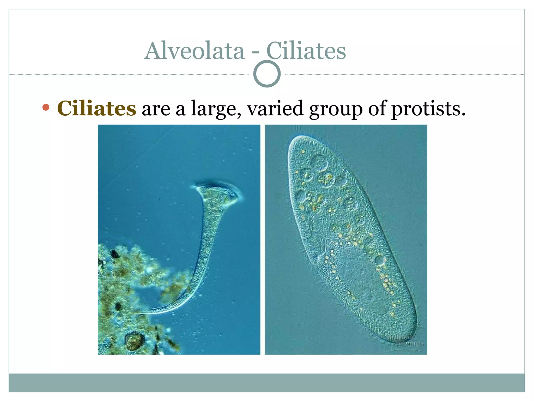 Animal like protists | PPT