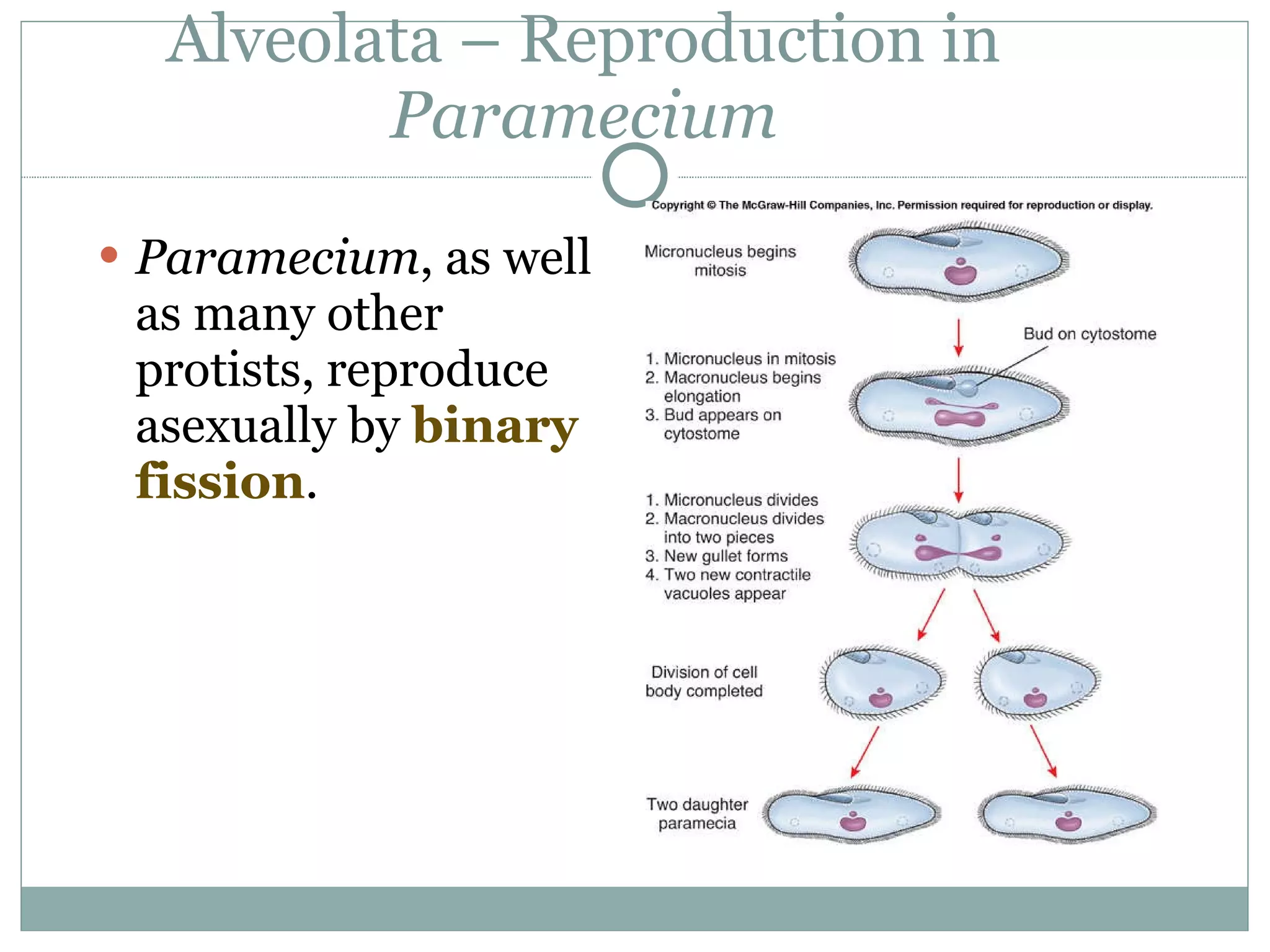 Animal like protists | PPT
