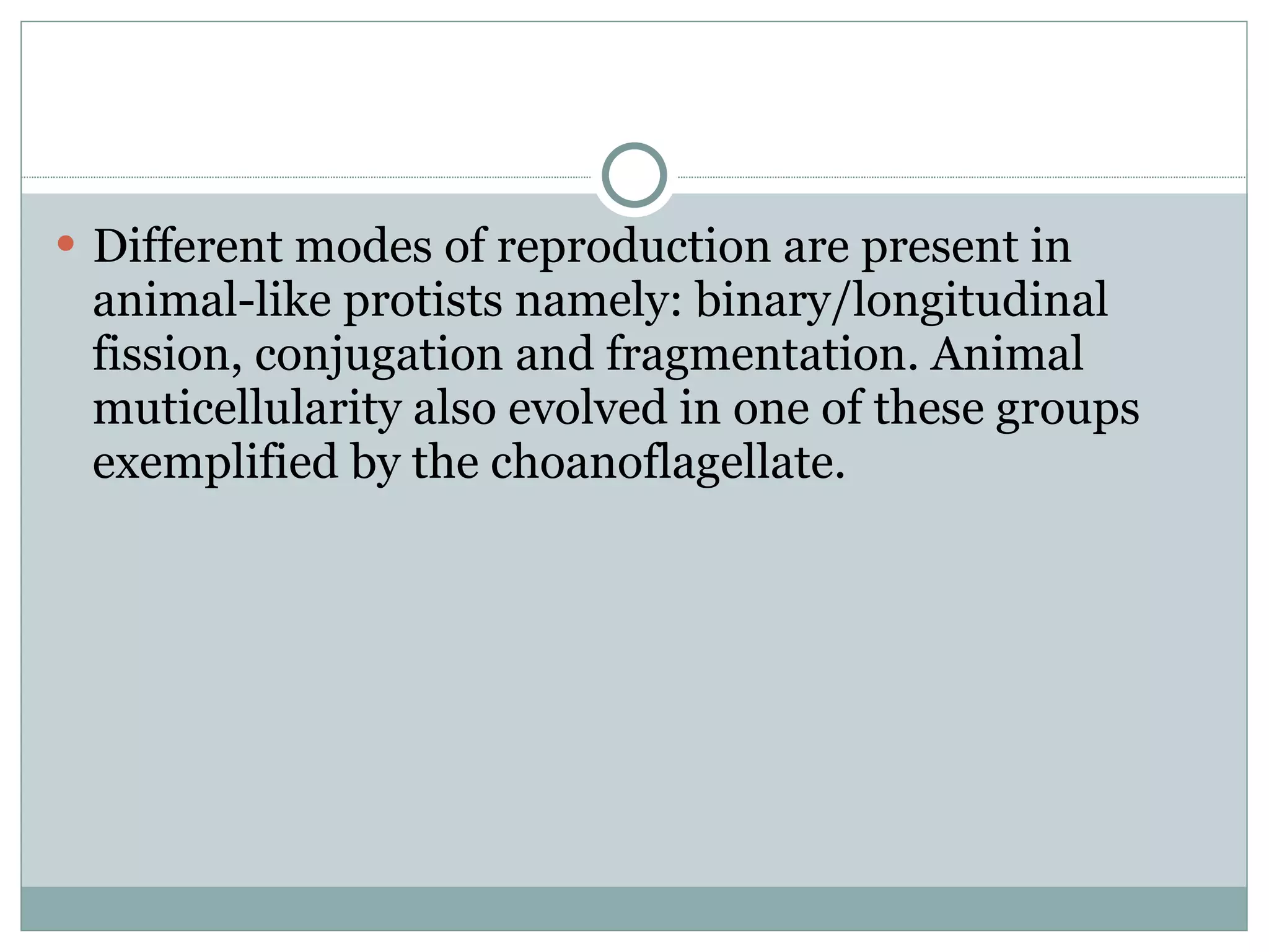 Animal like protists | PPT