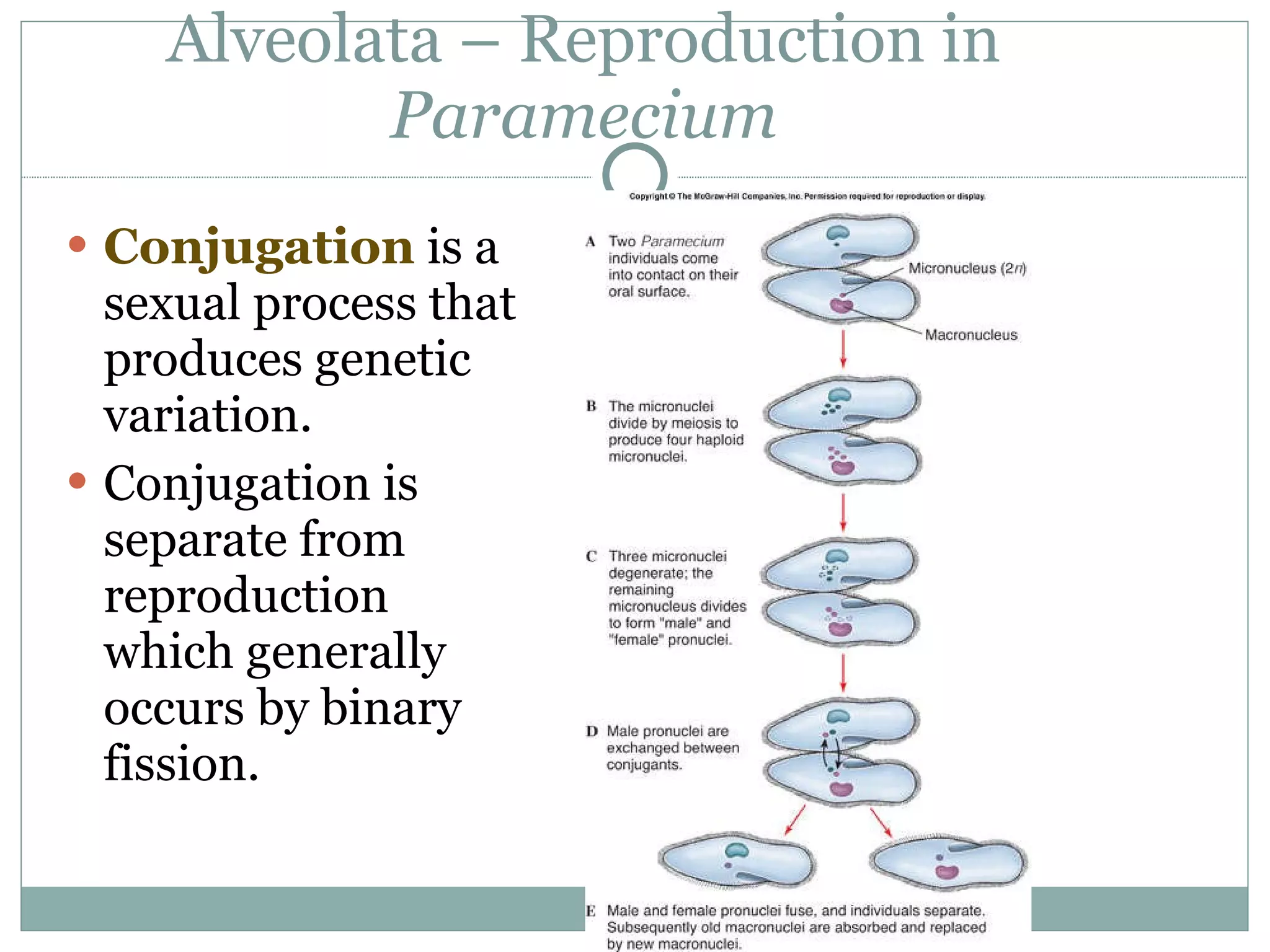 Animal like protists | PPT