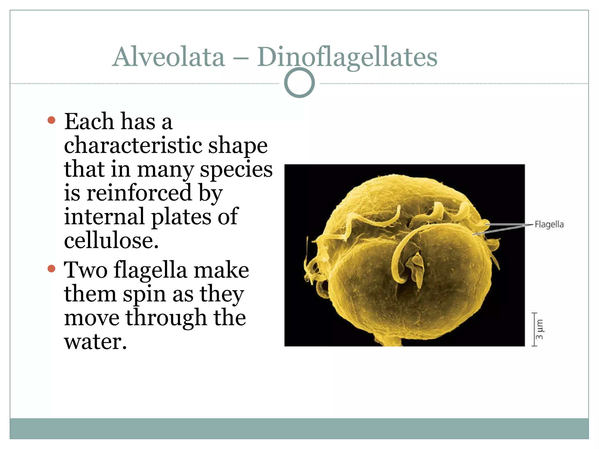 Animal like protists | PPT