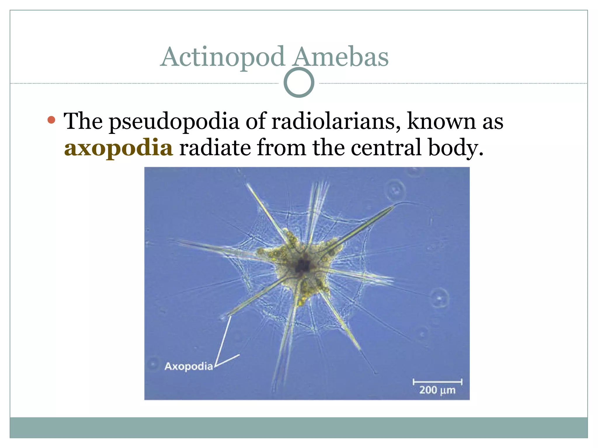 Animal like protists | PPT