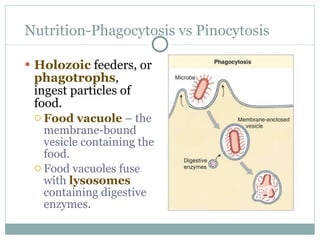 Animal like protists | PPT