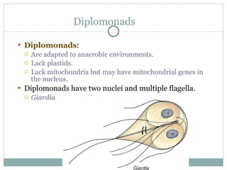 Animal Like Protists