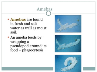 Animal Like Protists Chart