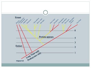 Animal Like Protists Chart