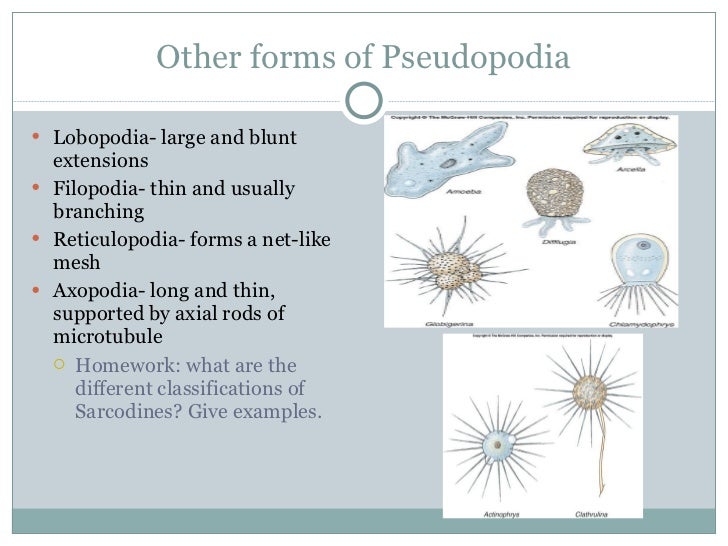 Animal like protists