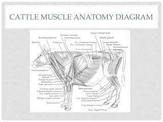 animal-musle-powerpoint.pptx idnddh uhdd | PPTX
