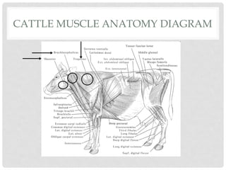 animal-musle-powerpoint.pptx idnddh uhdd | PPTX