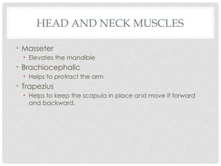 animal-musle-powerpoint.pptx idnddh uhdd | PPT