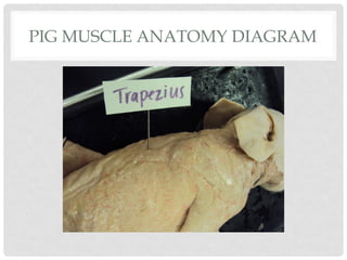 animal-musle-powerpoint.pptx idnddh uhdd | PPTX