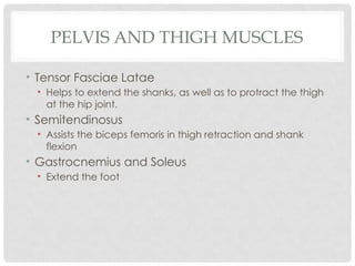 animal-musle-powerpoint.pptx idnddh uhdd | PPT