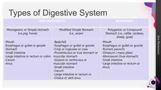 Basic guide to ANIMAL-NUTRITION and relation to digestive system | PPT