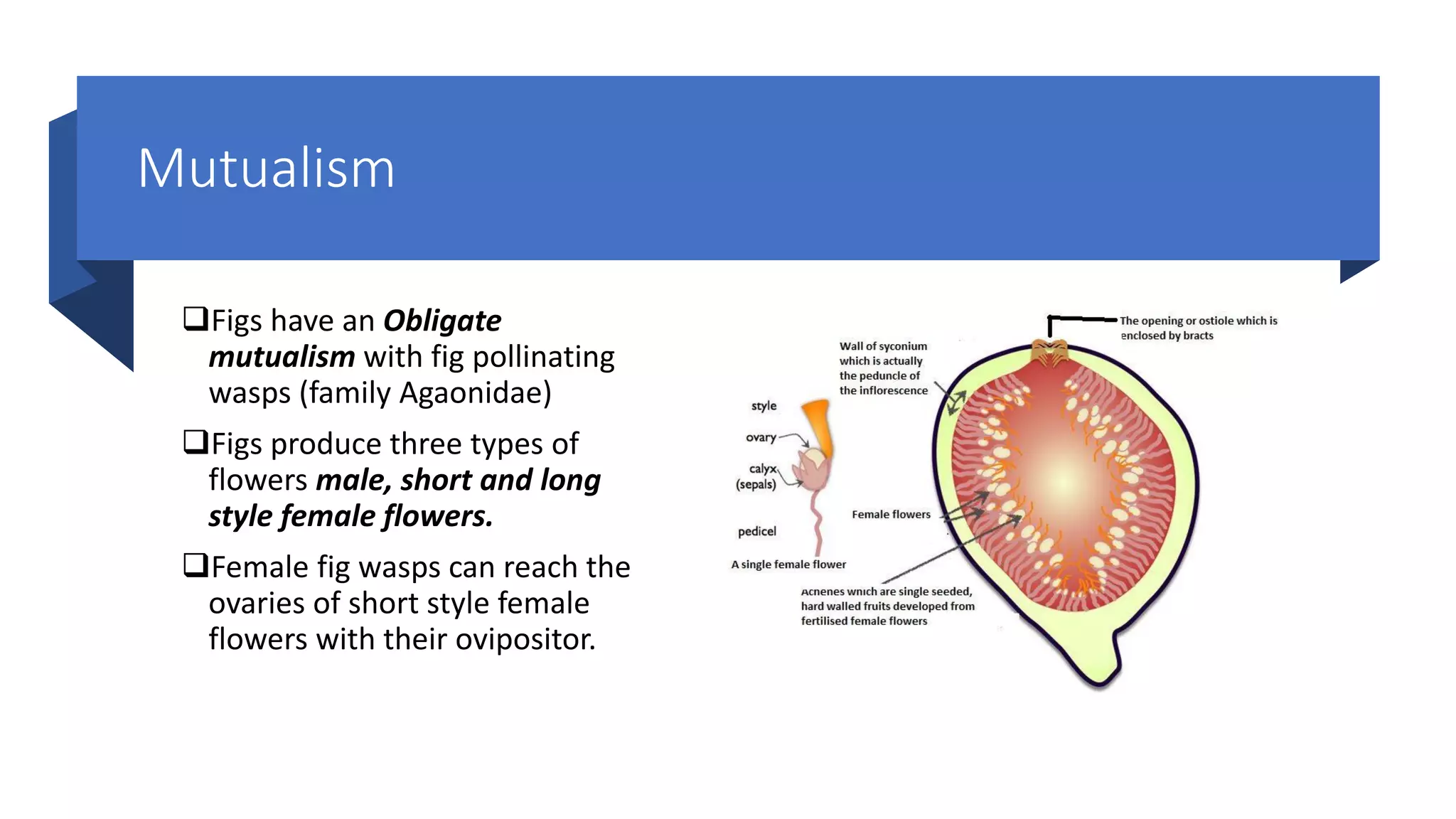 Animal plant interaction- fig wasp (Obligate Mutualism) | PDF