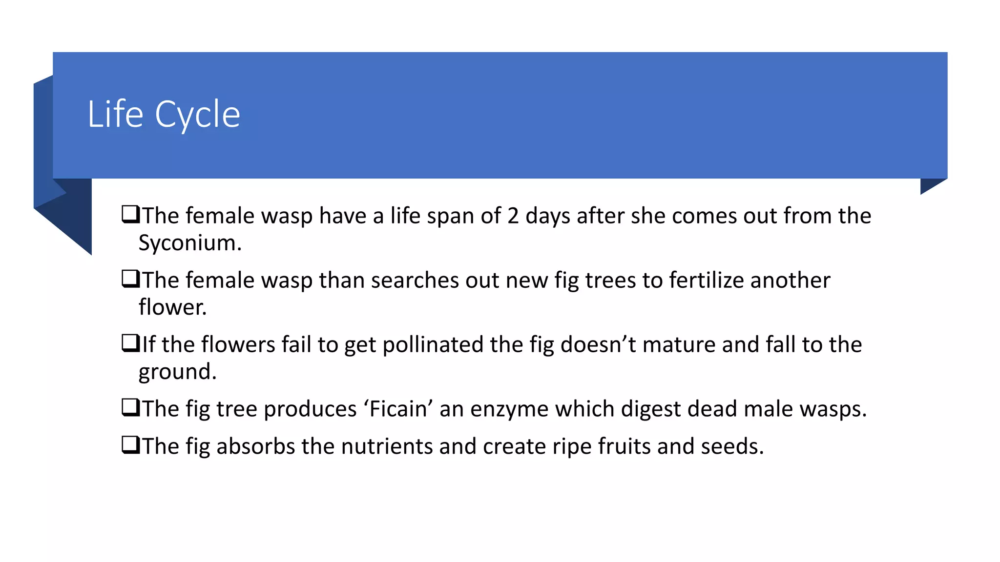 Animal plant interaction- fig wasp (Obligate Mutualism) | PDF