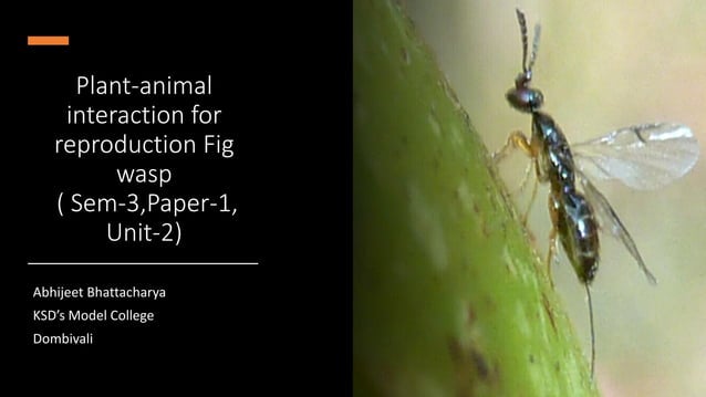 Animal plant interaction- fig wasp (Obligate Mutualism) | PDF