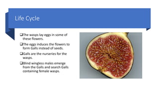 Animal plant interaction- fig wasp (Obligate Mutualism) | PDF