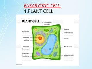 animal-plant and plant cell detailed information | PPTX