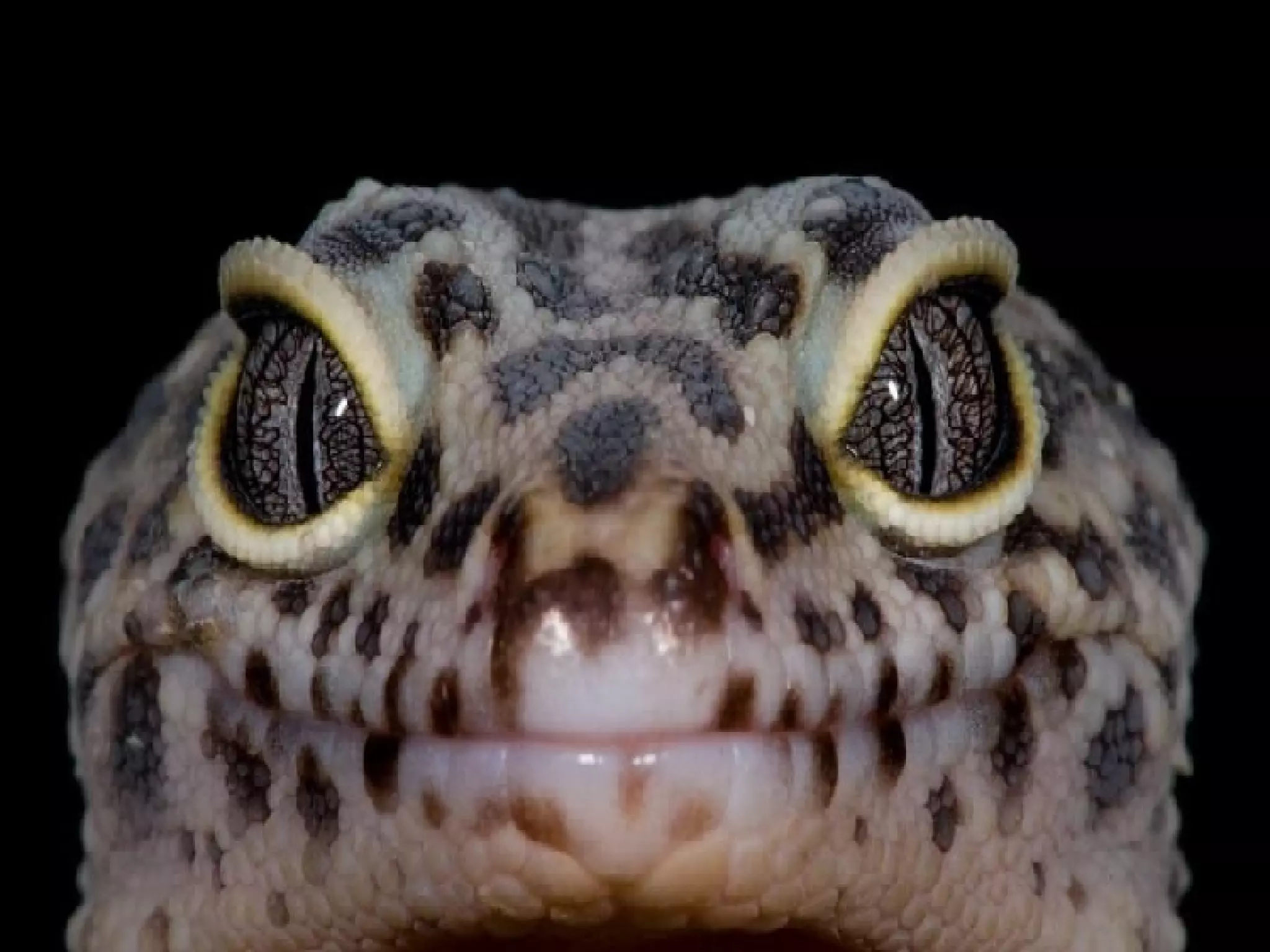 Animal Portraits | PPS