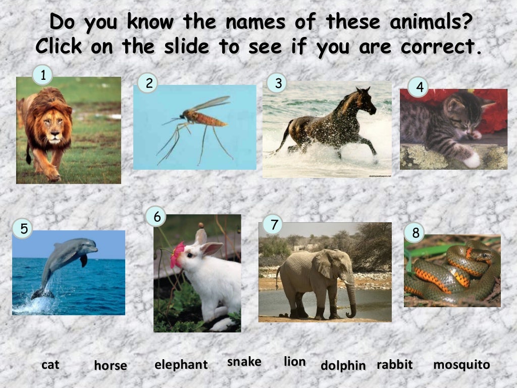 Animal Presentation animal-presentation