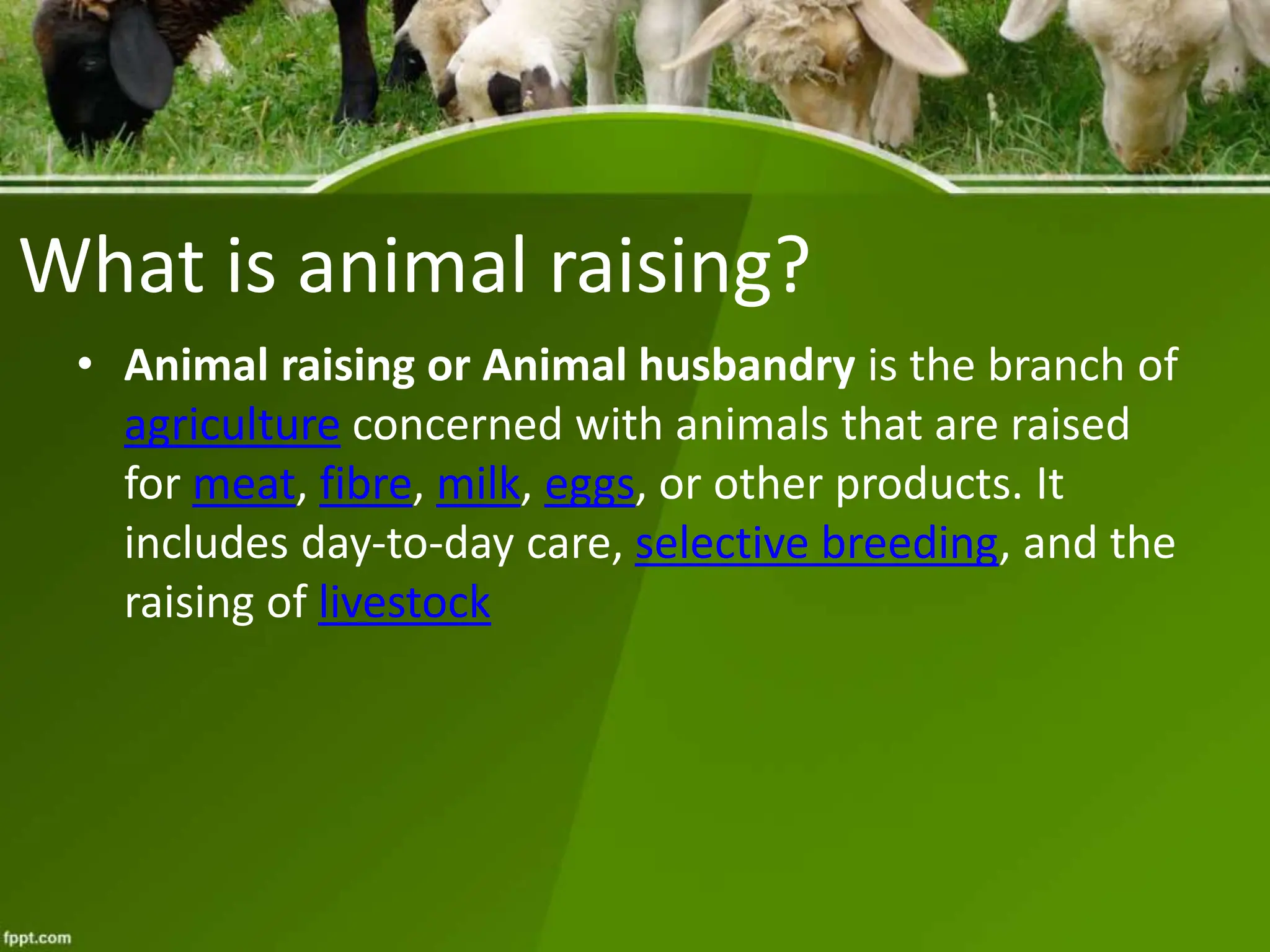 animal-raising.pptx