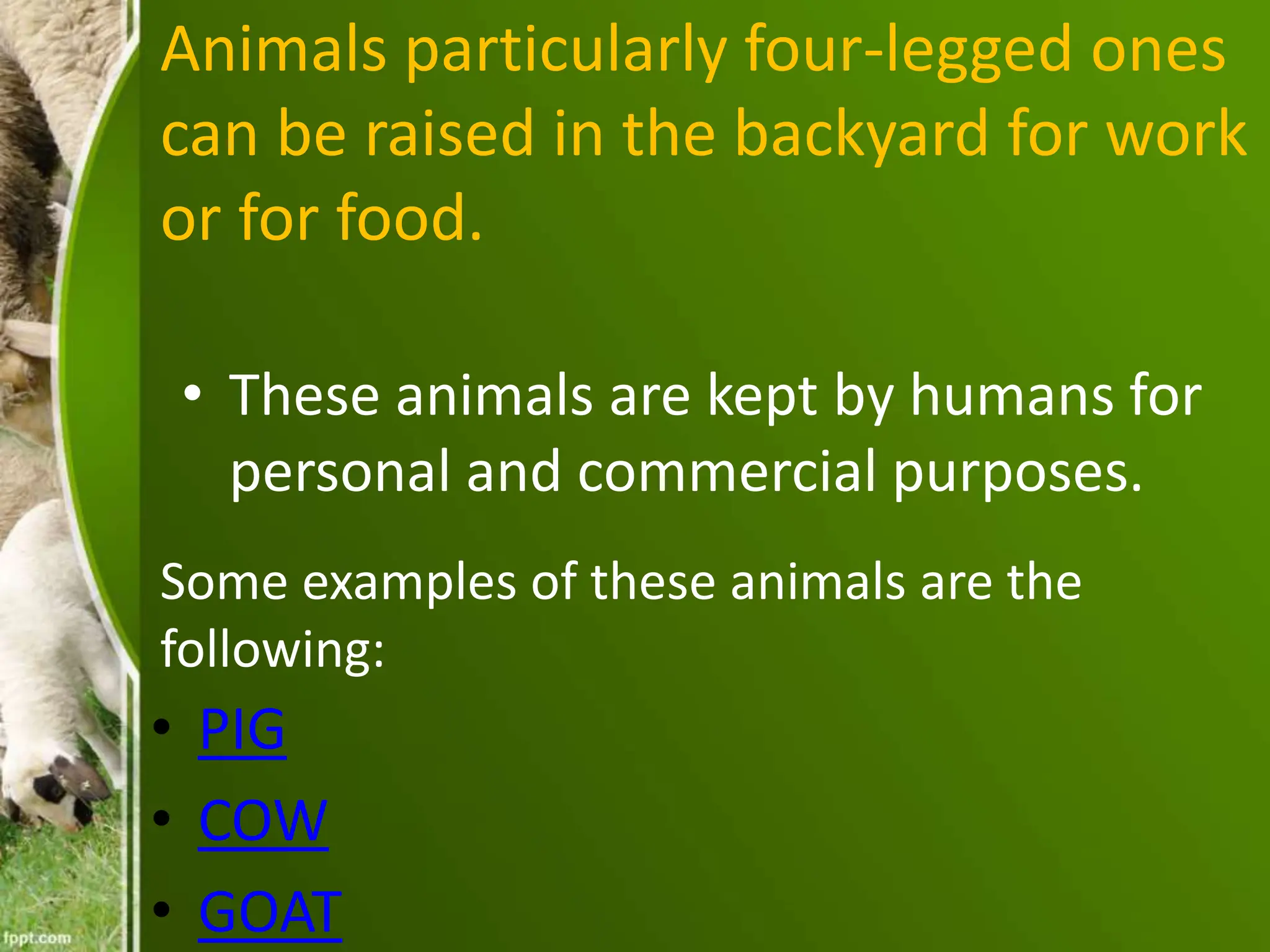 animal-raising.pptx