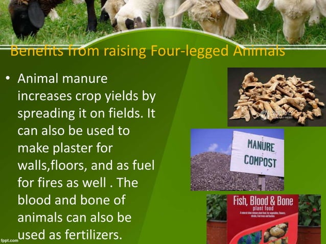 animal-raising.pptx | Agriculture | Industries
