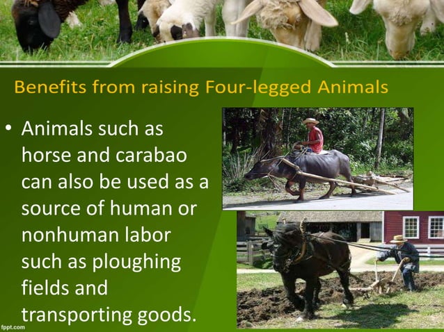 animal-raising.pptx | Agriculture | Industries