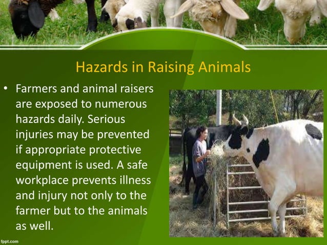 animal-raising.pptx