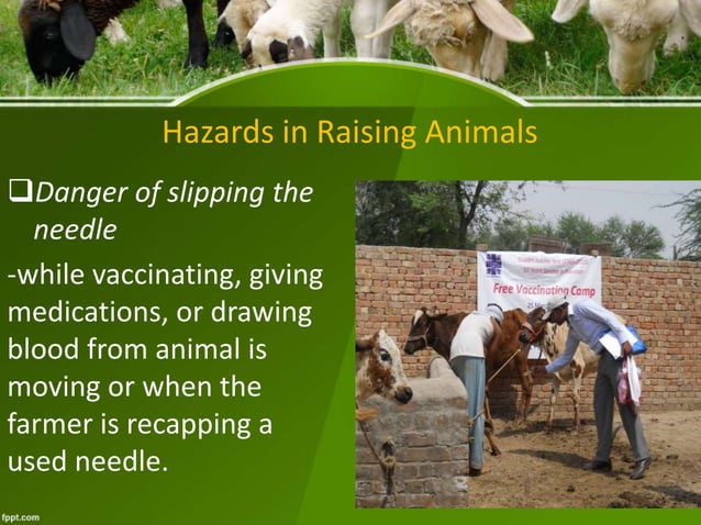 animal-raising.pptx | Agriculture | Industries