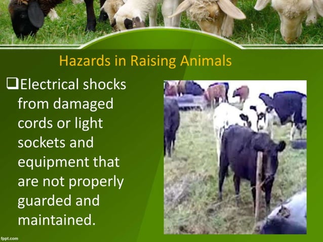 animal-raising.pptx | Agriculture | Industries