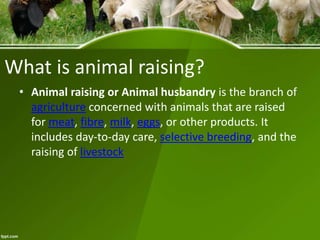 animal-raising.pptx