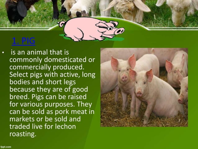 animal-raising.pptx | Agriculture | Industries