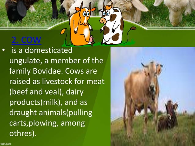 animal-raising.pptx | Agriculture | Industries