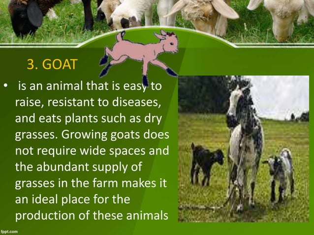 animal-raising.pptx | Agriculture | Industries