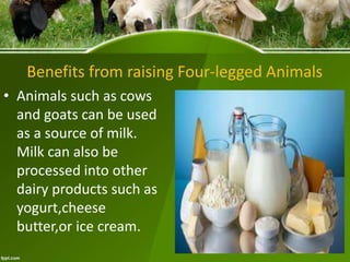 animal-raising.pptx