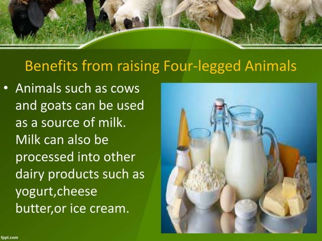 animal-raising.pptx | Agriculture | Industries