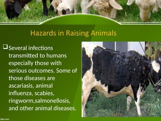 animal-raising.................................. | PPTX