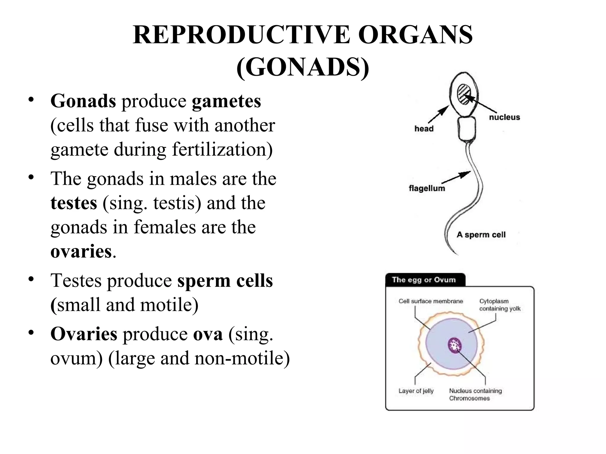 Animal Reproduction | PPT