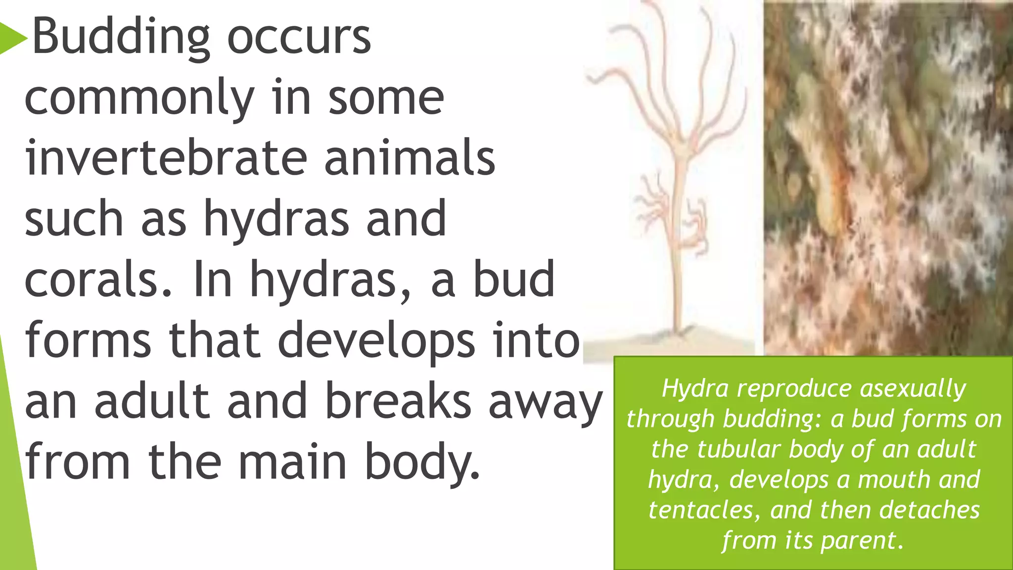 ANIMAL-REPRODUCTION.pptx