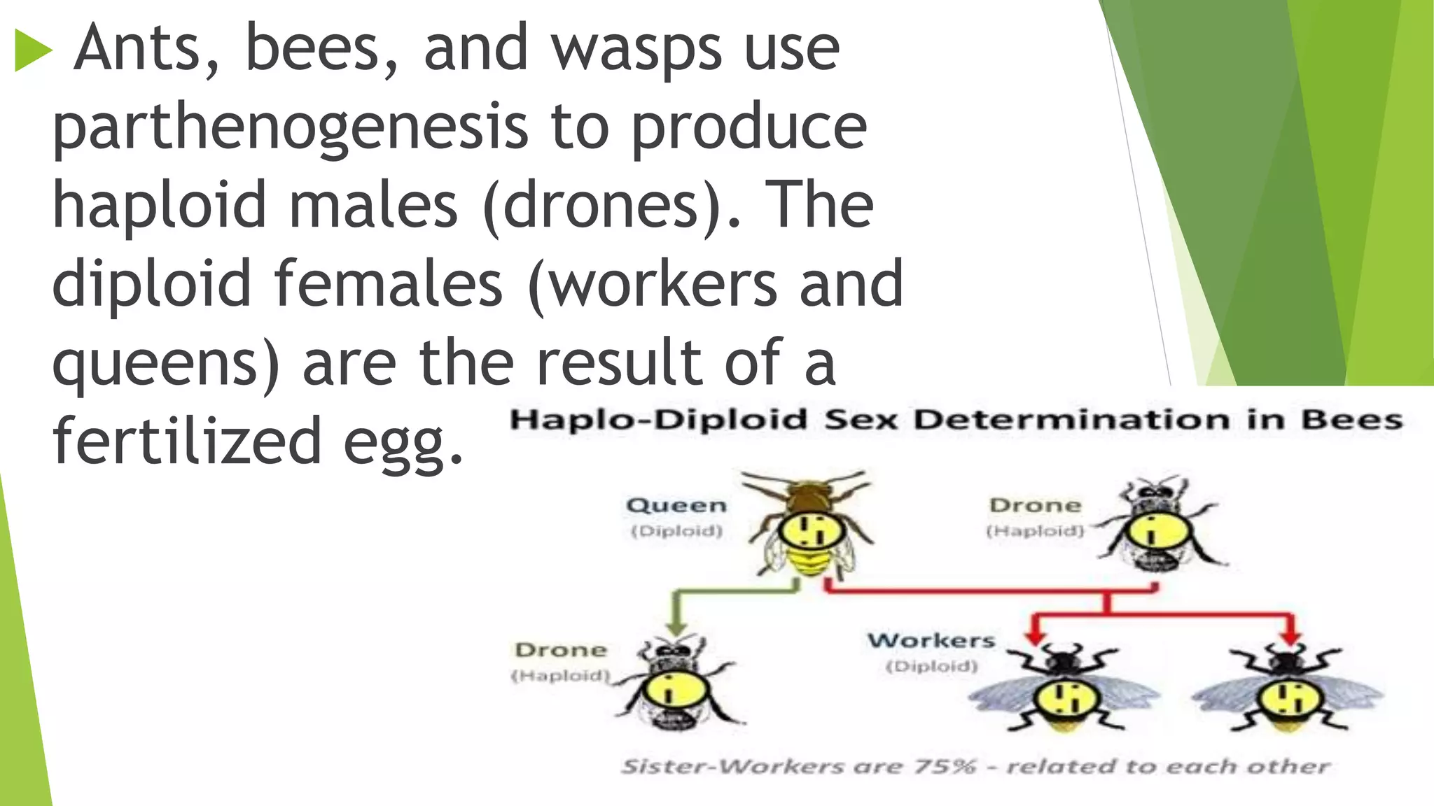 ANIMAL-REPRODUCTION.pptx
