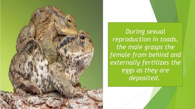 ANIMAL-REPRODUCTION.pptx