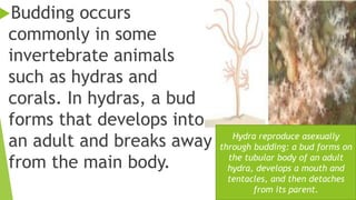 ANIMAL-REPRODUCTION.pptx