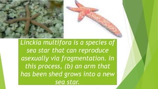 ANIMAL-REPRODUCTION.pptx