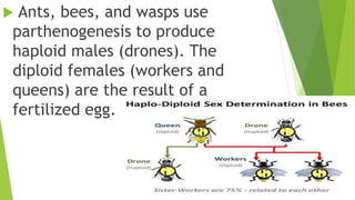 ANIMAL-REPRODUCTION.pptx