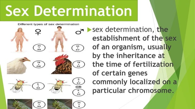 ANIMAL-REPRODUCTION.pptx