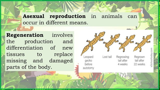 Animal-reproduction.powerpoint GEN BIO 2 | PPTX | Infertility ...